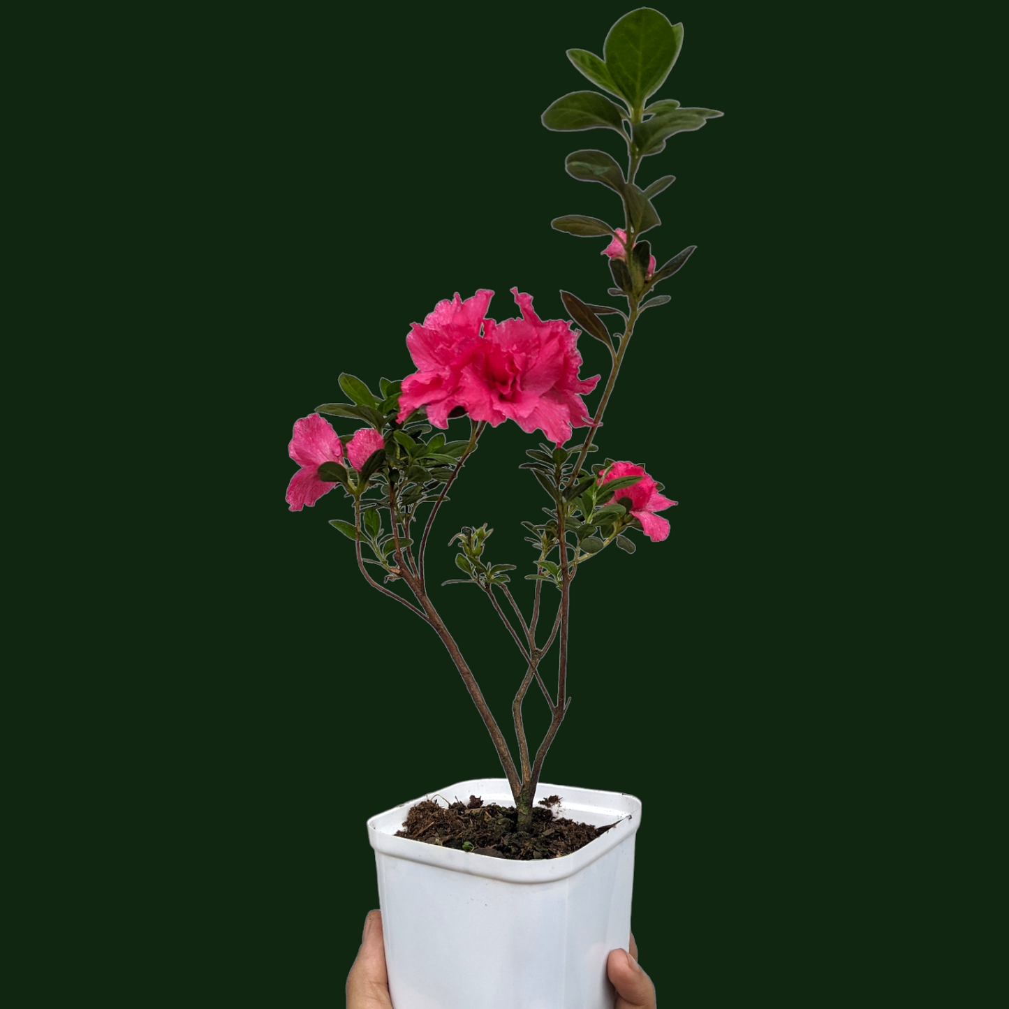 Azalea Pink Ruffle Belgian (Rhododendron) - Soiled