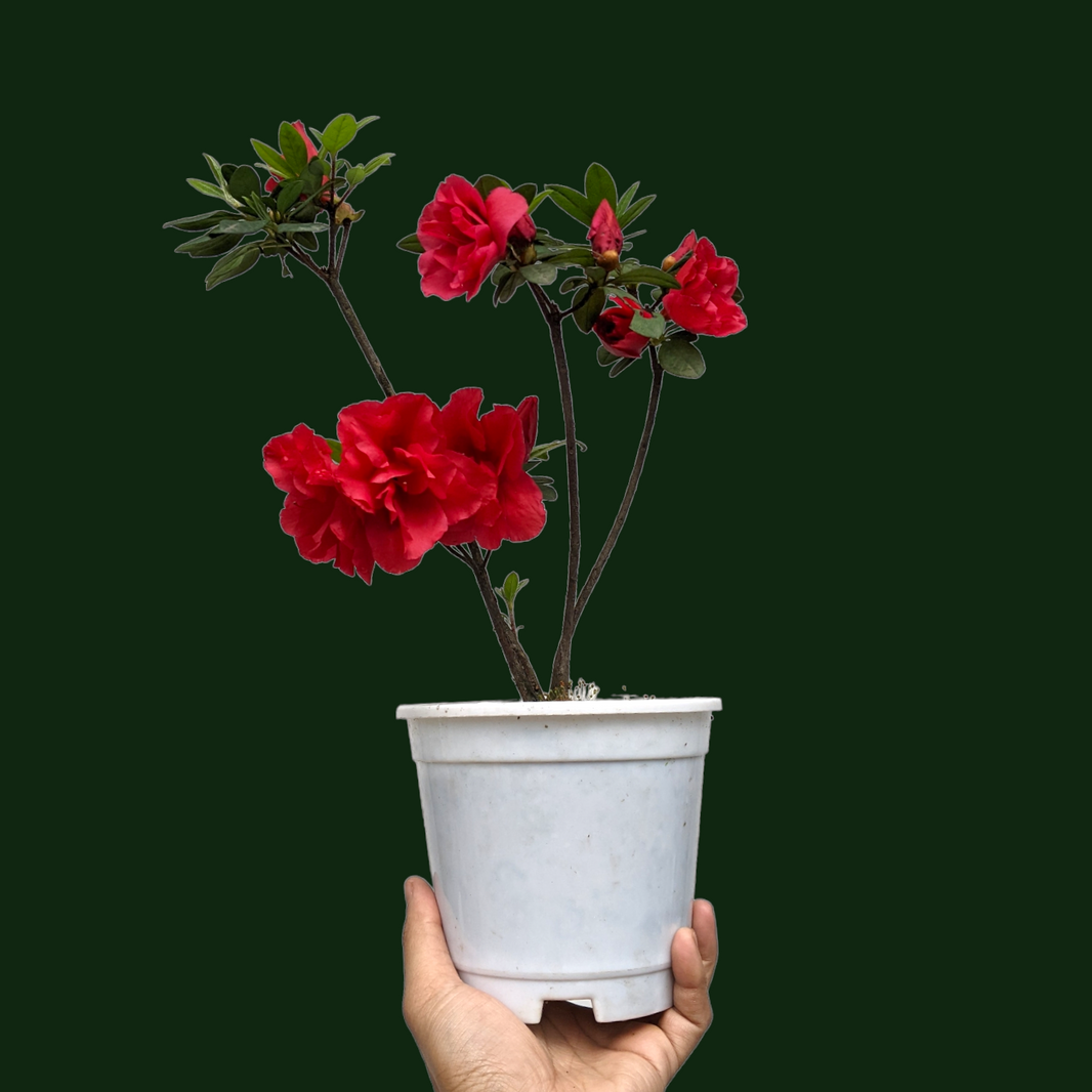 Azalea Red Ruffle Belgian (Rhododendron)