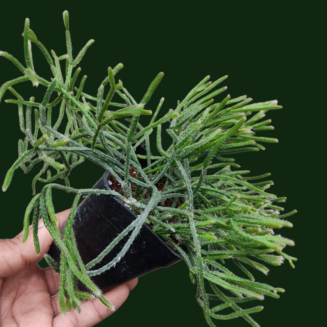 Rhipsalis (Jungle Cactus)