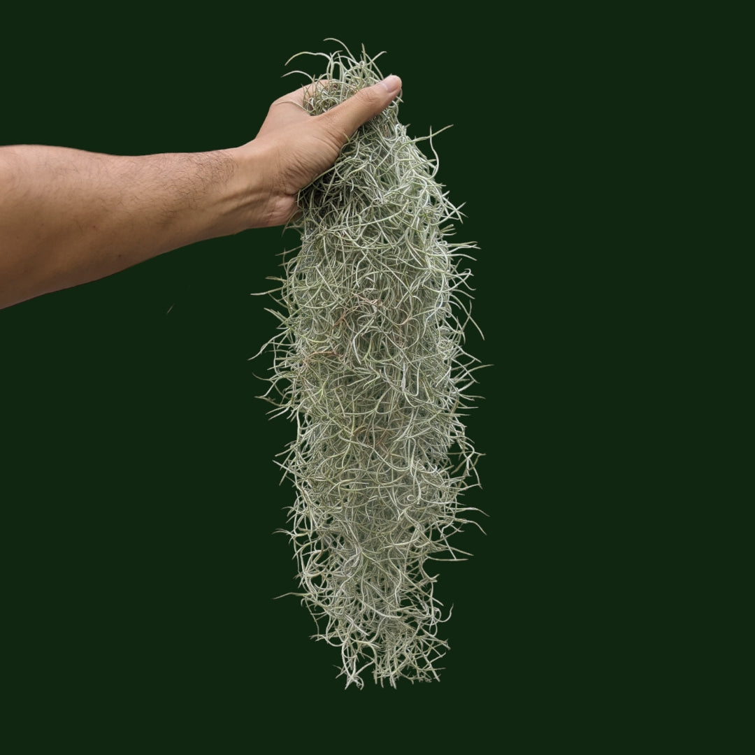 Tillandsia Usneoides (Spanish Moss) | Soiled