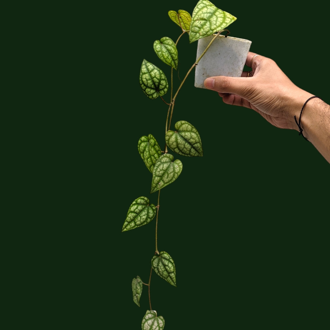 Rare & Exotic Piper Plants | Unique Foliage | Soiled India