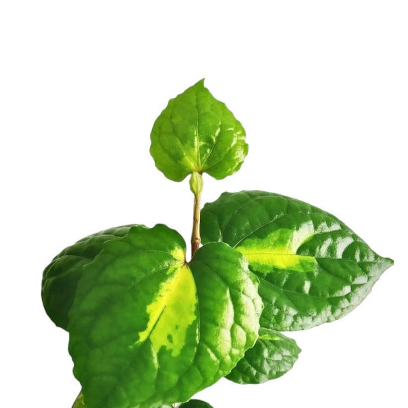 Rare & Exotic Piper Plants | Unique Foliage | Soiled India