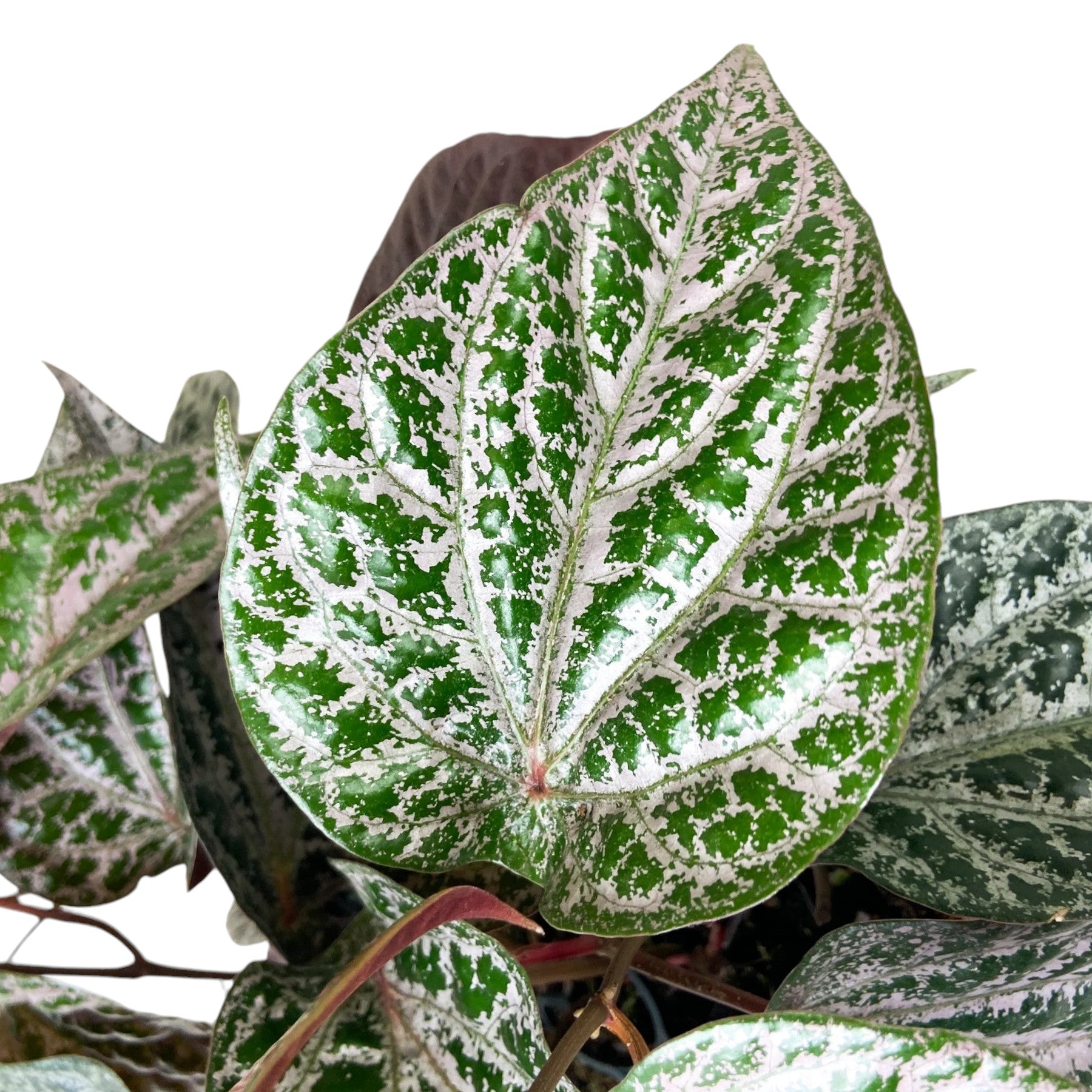 Rare & Exotic Piper Plants | Unique Foliage | Soiled India