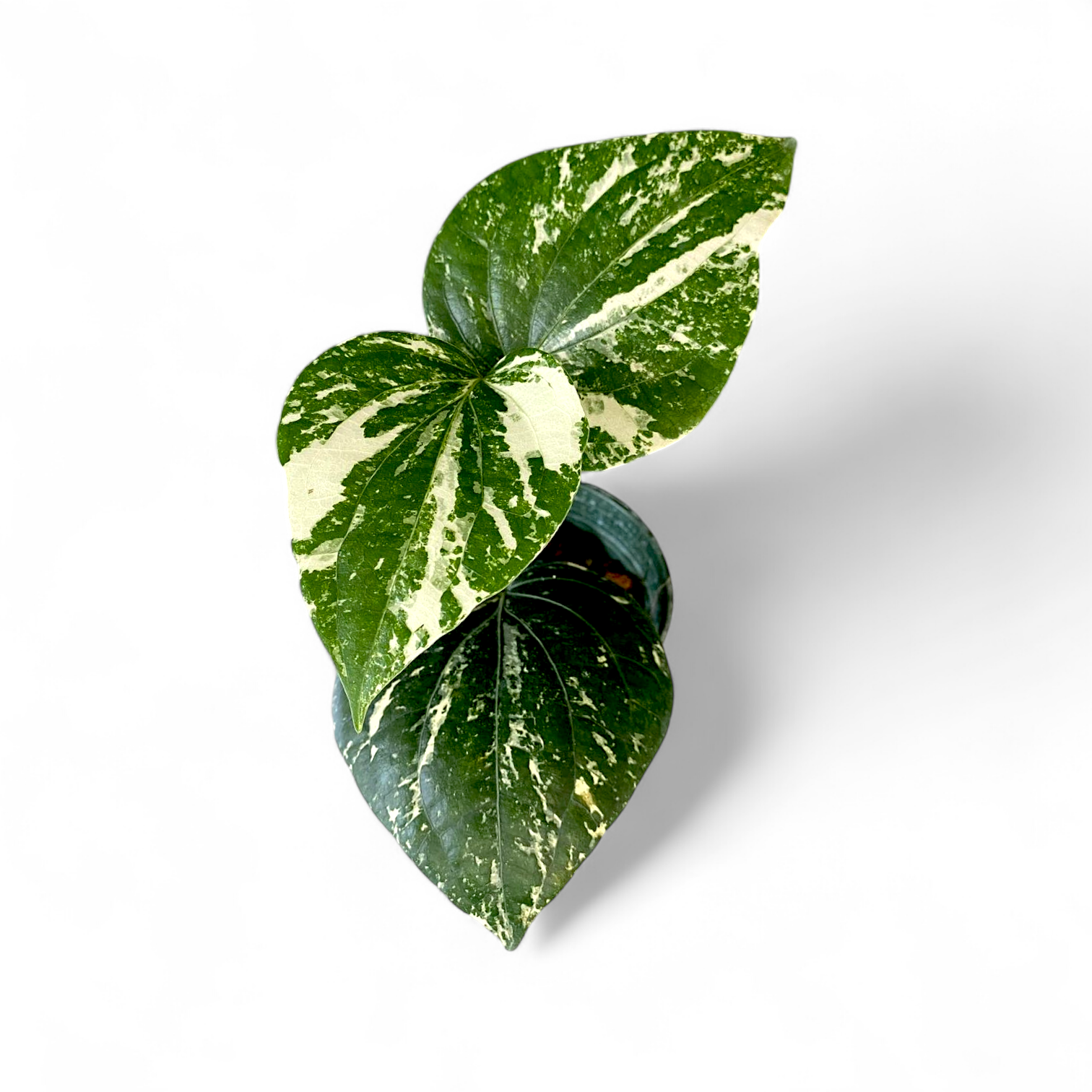 Rare & Exotic Piper Plants | Unique Foliage | Soiled India