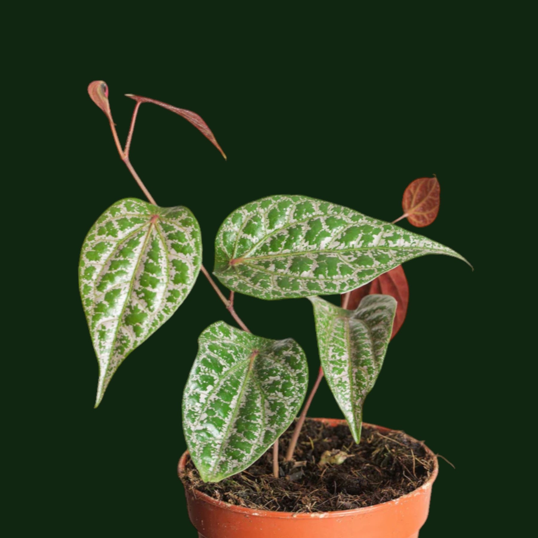 Rare & Exotic Piper Plants | Unique Foliage | Soiled India