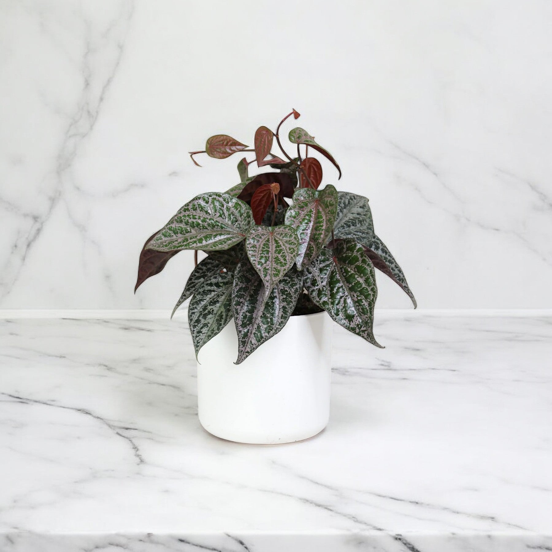 Rare & Exotic Piper Plants | Unique Foliage | Soiled India