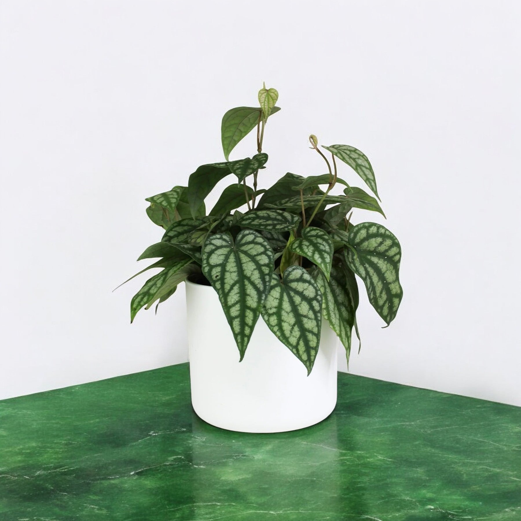 Rare & Exotic Piper Plants | Unique Foliage | Soiled India