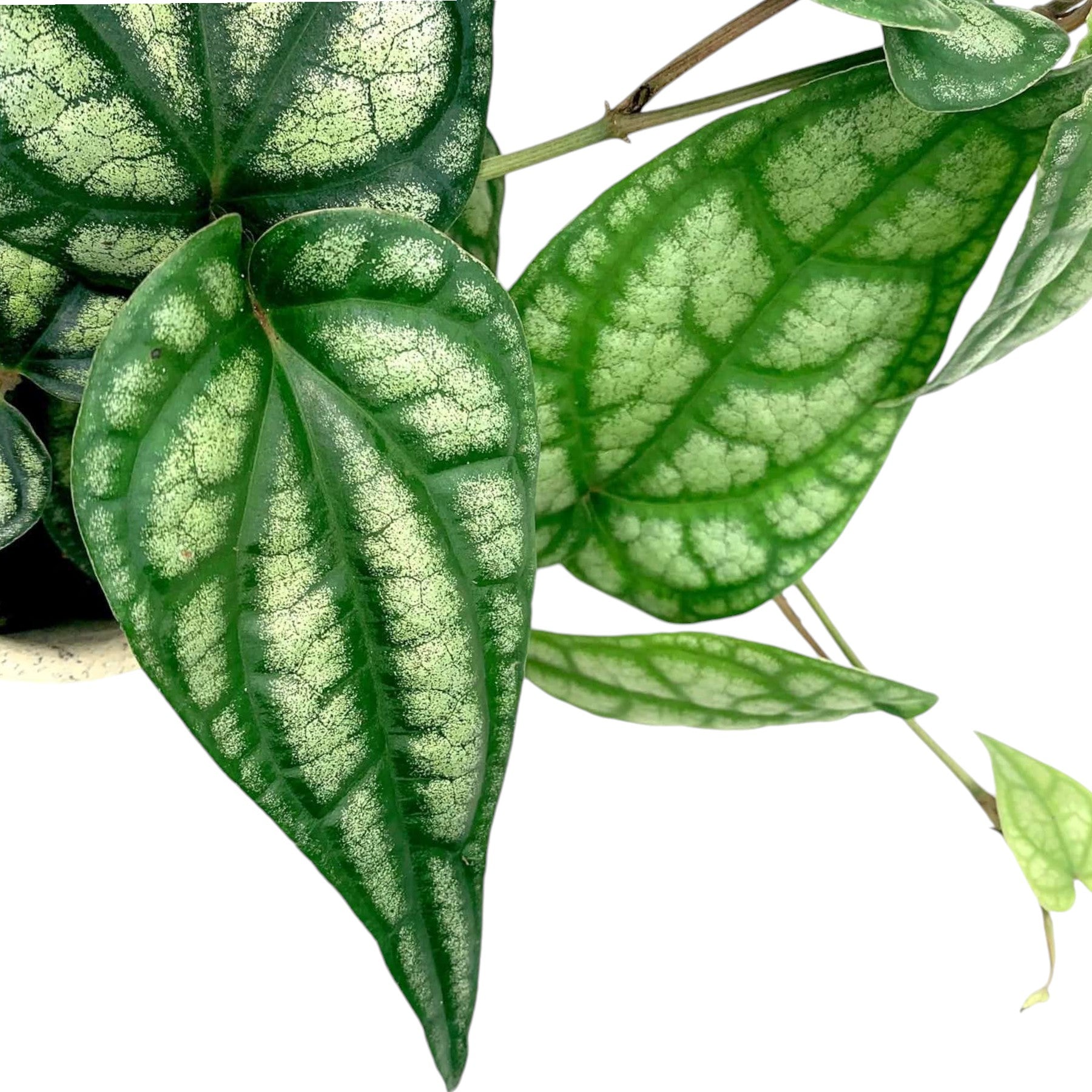 Rare & Exotic Piper Plants | Unique Foliage | Soiled India