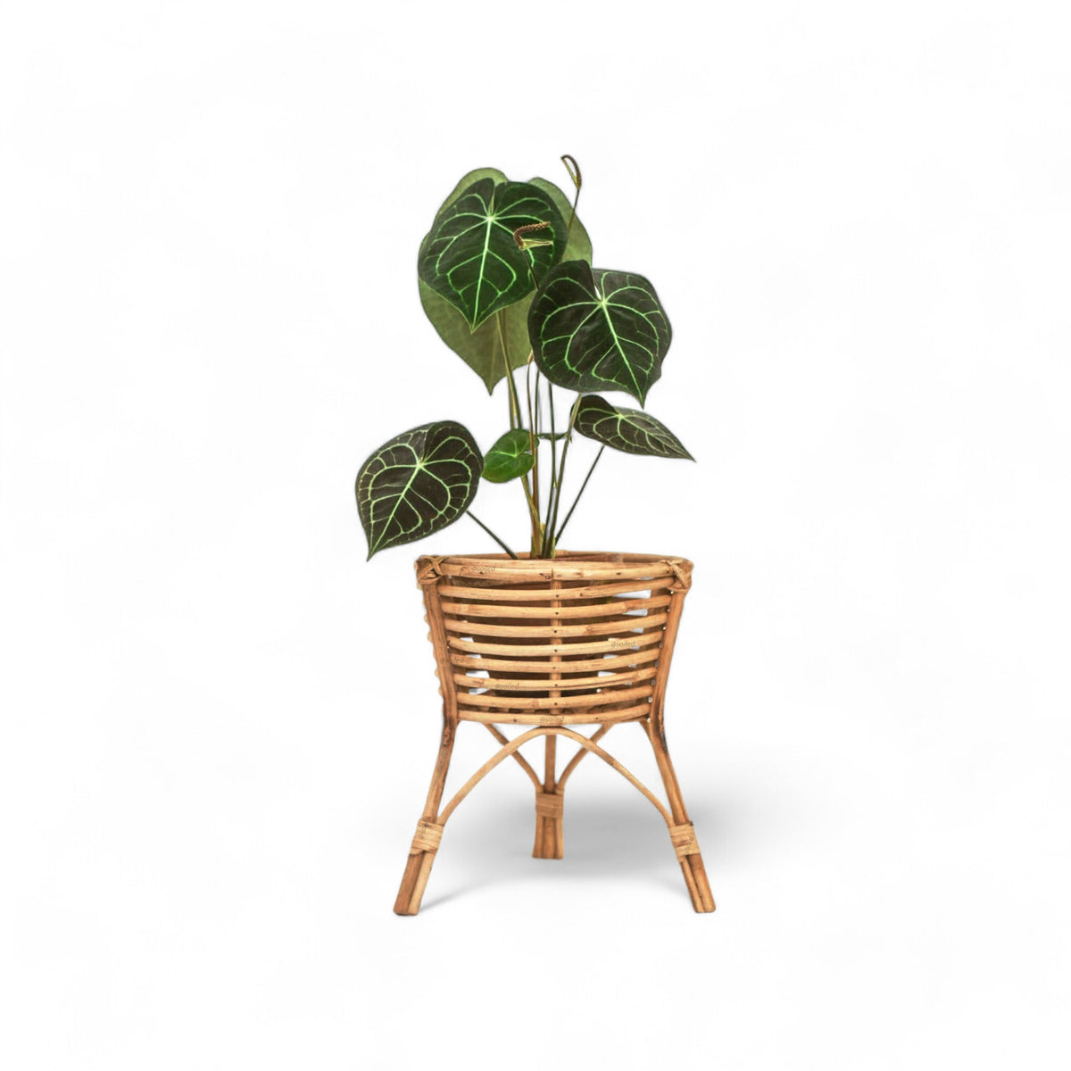 Leggy Cane Planter For Indoor Plants | Soiled