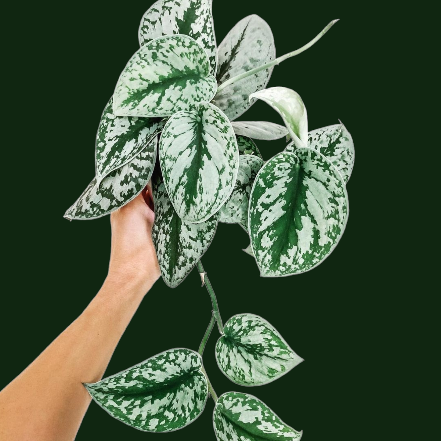 Scindapsus Pictus 'Exotica'