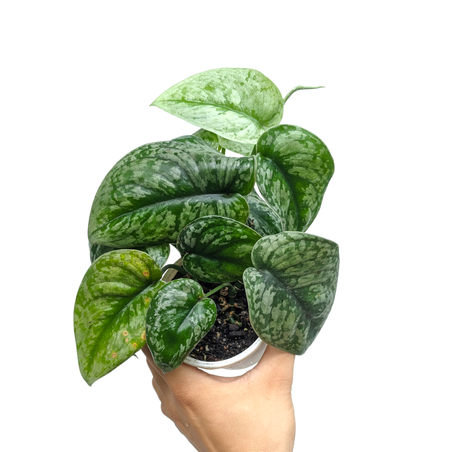 Scindapsus Pictus 'Exotica'