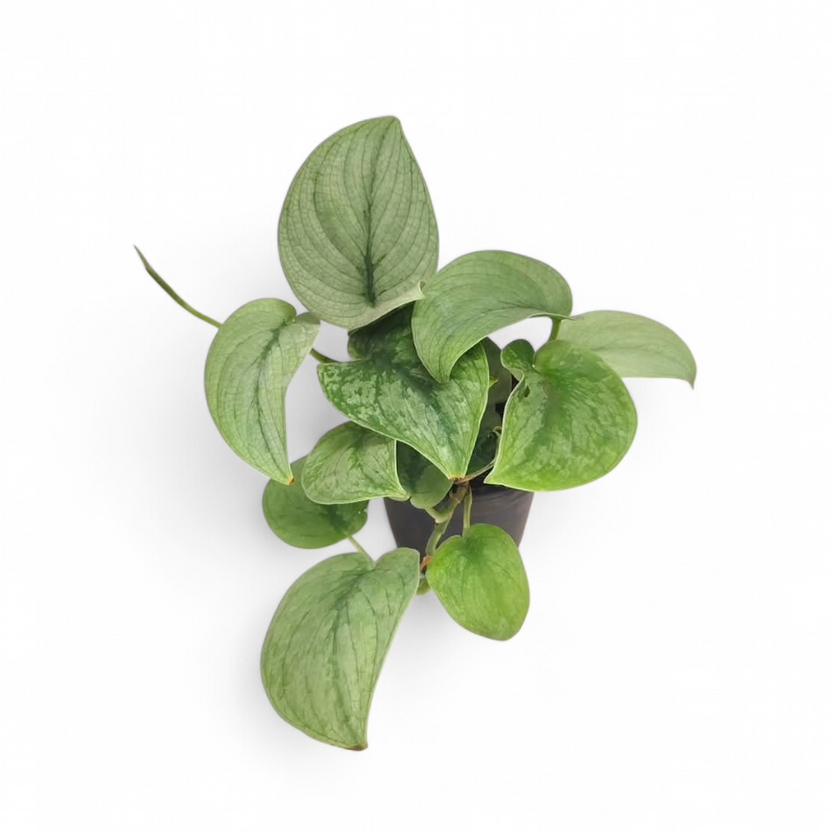 Scindapsus 'Silver Hero' – Soiled