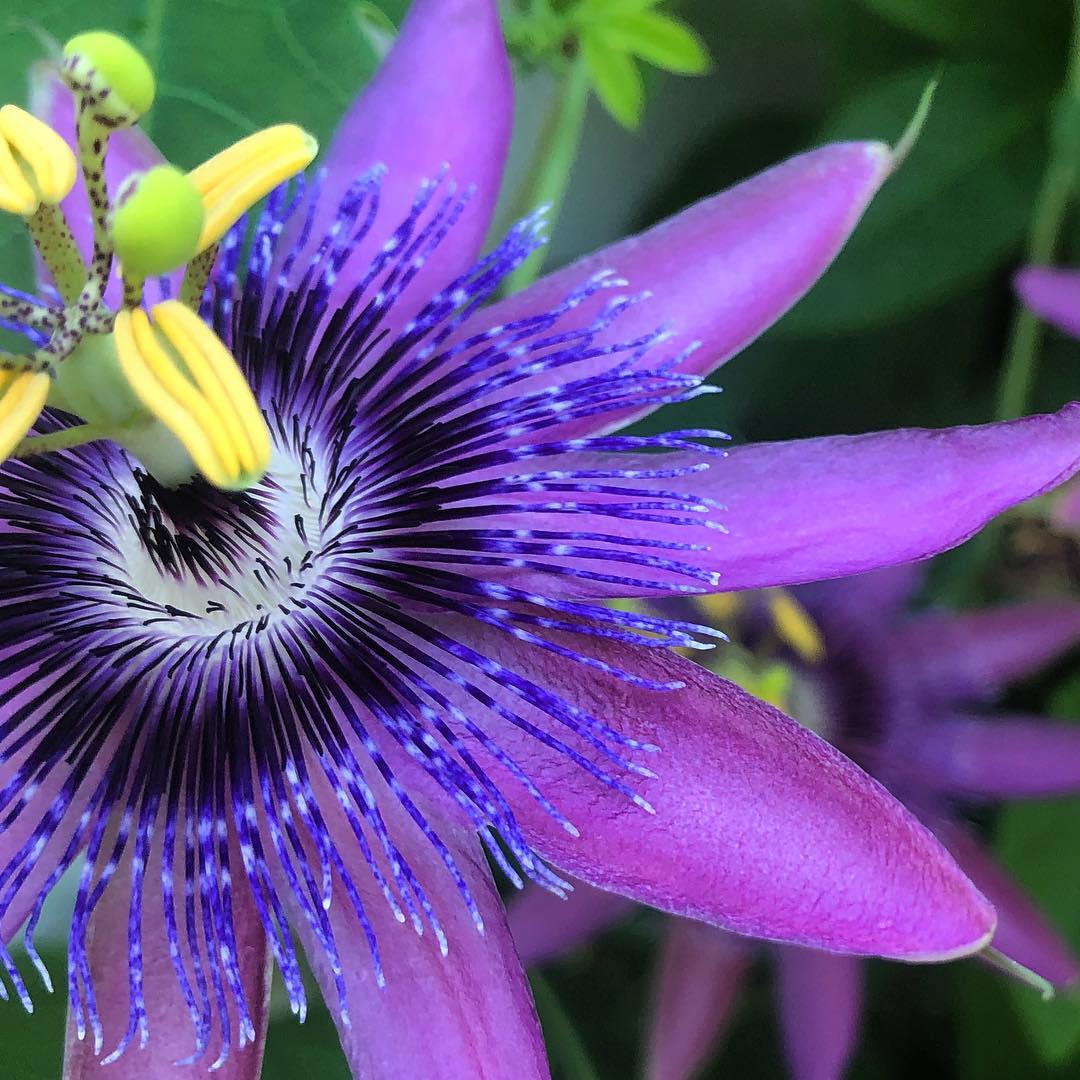 Passiflora Purple Krishna Kamal (Purple Passion Flower) | Soiled