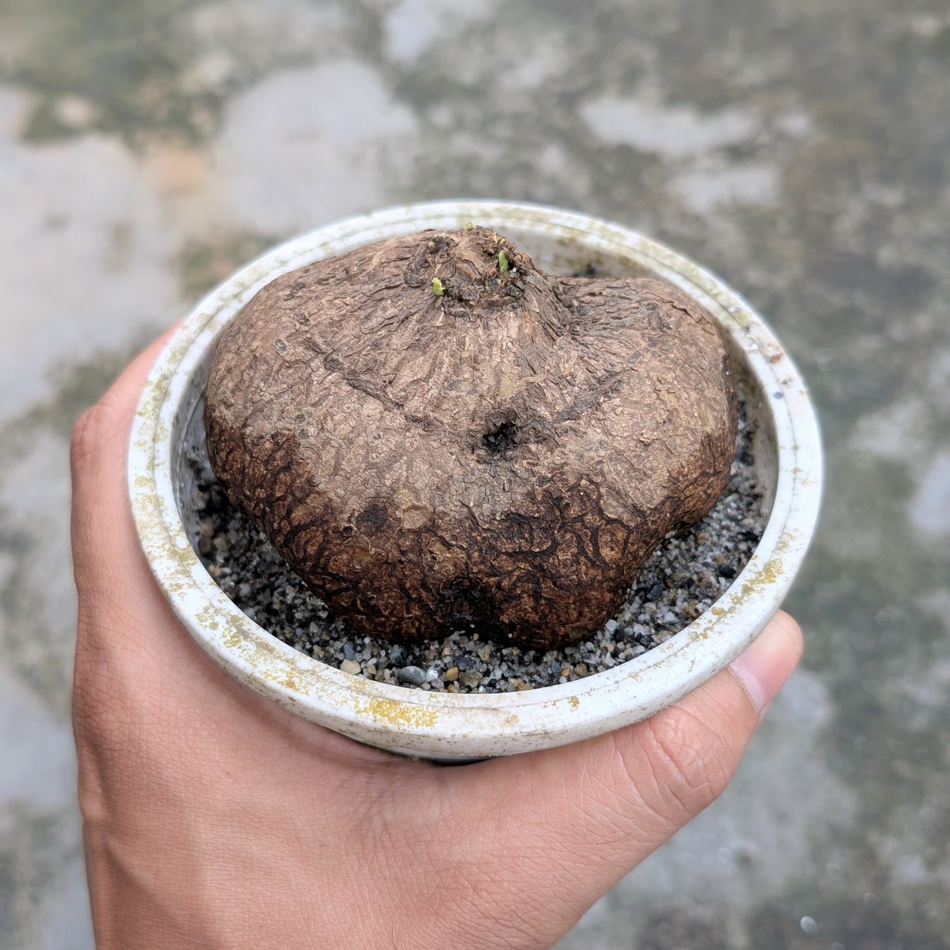Stephania rotunda Caudex – Rare Tuber for Bonsai & Vining Display | Soiled