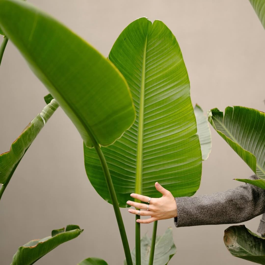 White Bird of Paradise (Strelitzia Nicolai) | Rare Plants – Soiled