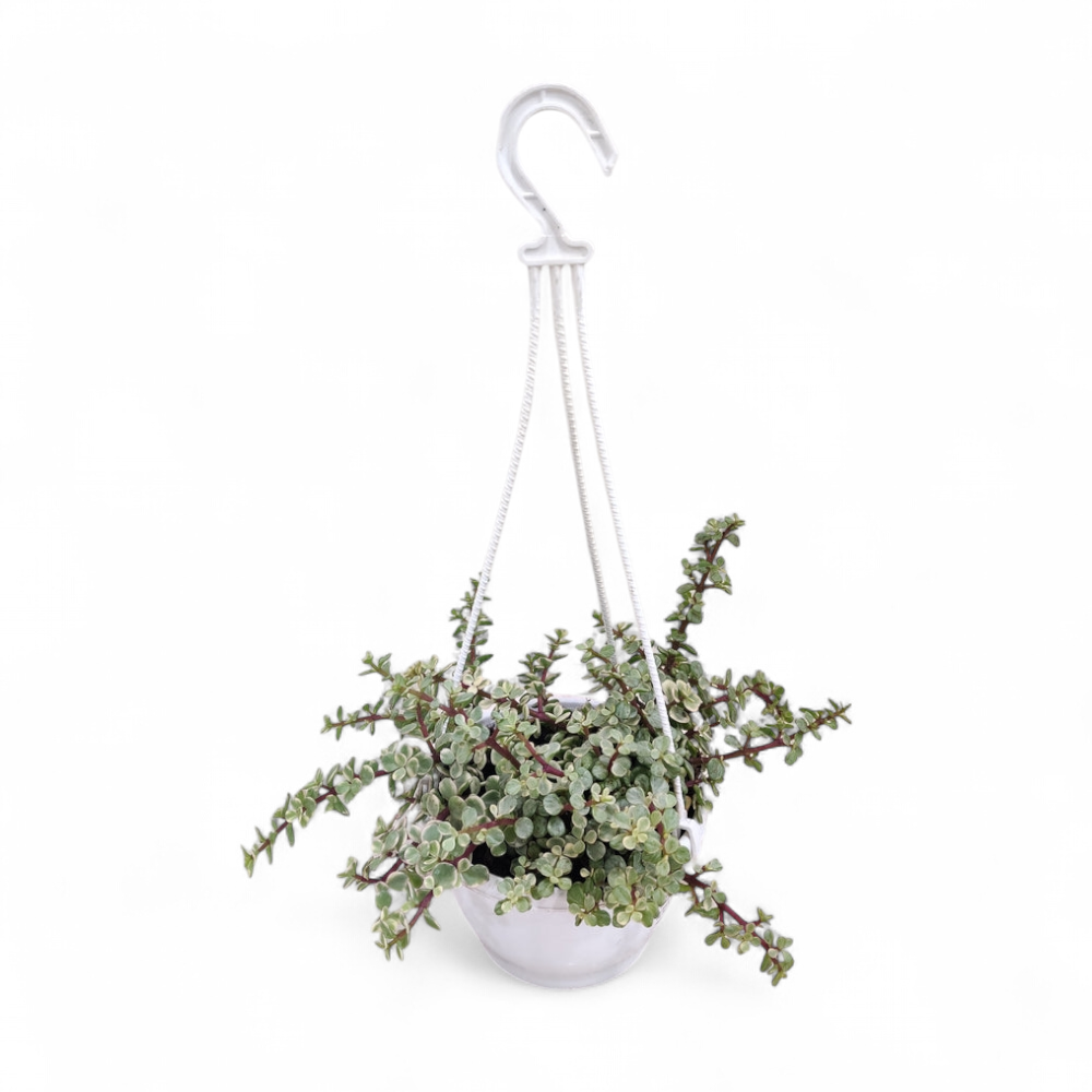 Variegated Elephant Bush in Hanging Basket – Trailing Jade Plant | Soiled