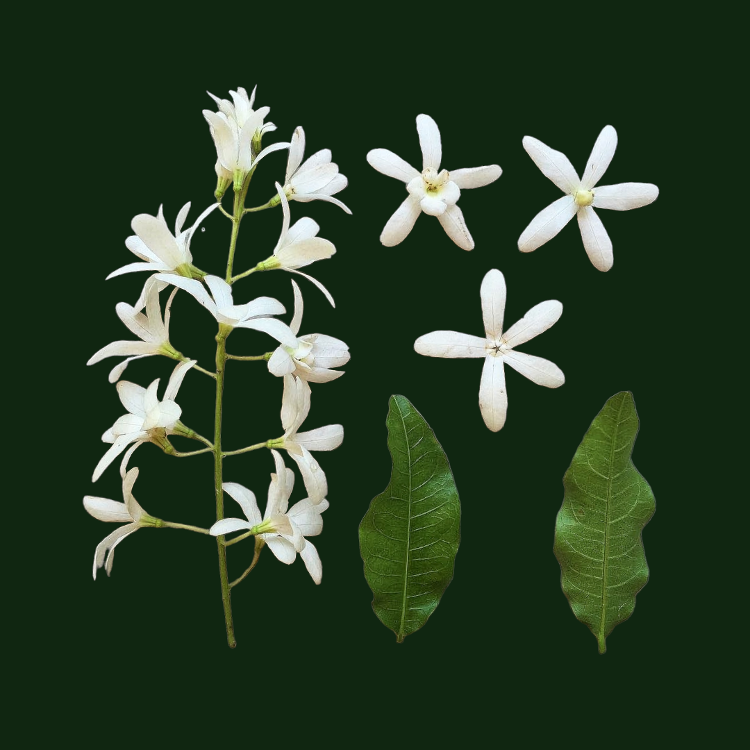 Soiled: India's No.1 Destination for Exotic & Rare Plants
