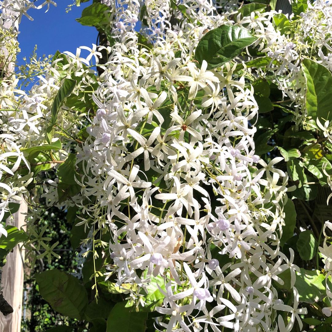 Soiled: India's No.1 Destination for Exotic & Rare Plants