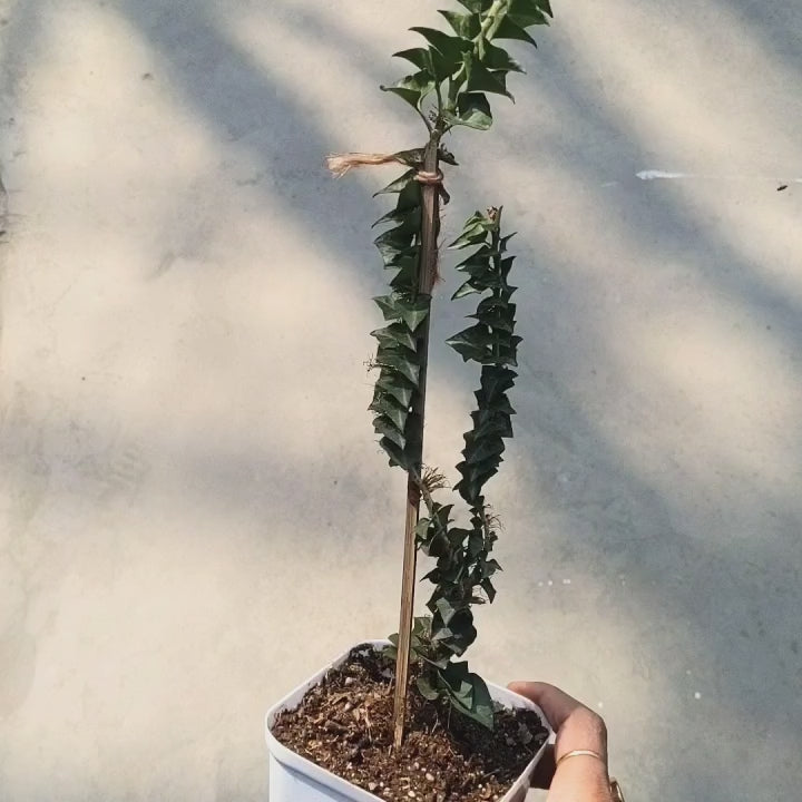 Hedera Helix Erecta English Ivy opens full screen video in same window.