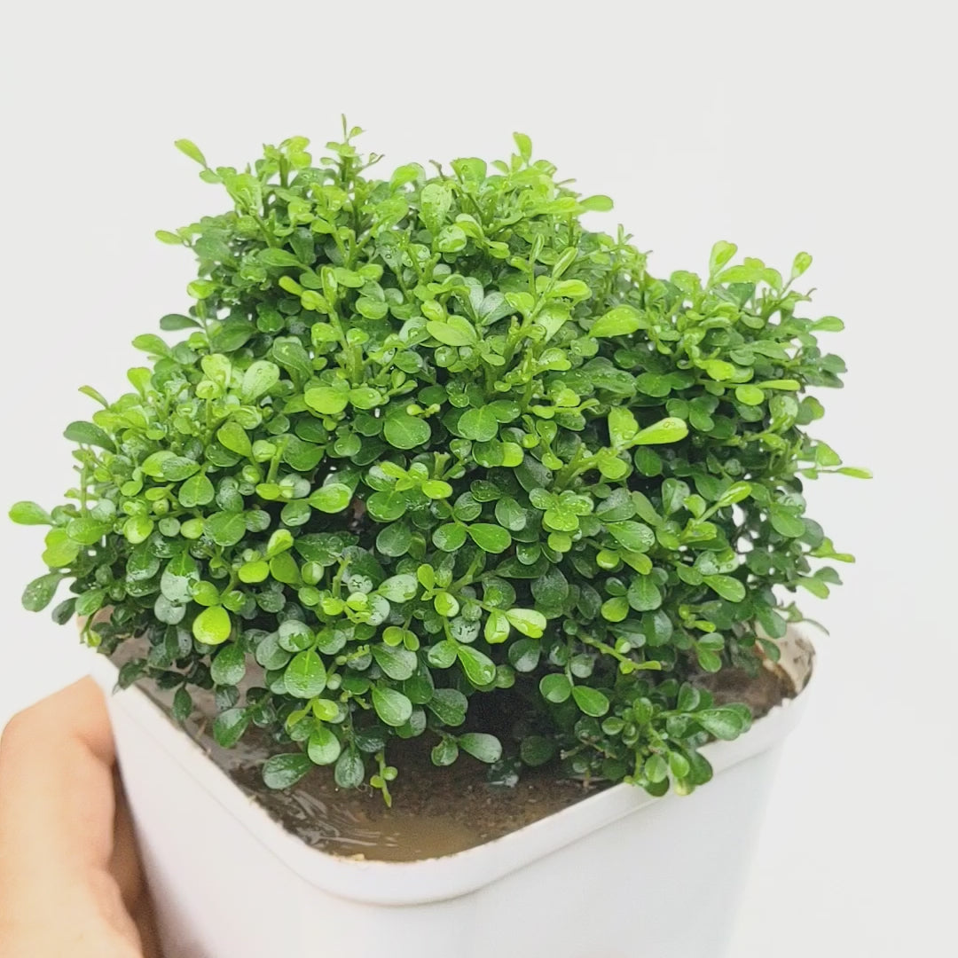 Buy Dwarf Kamini Bonsai Plant (Murraya Paniculata) | Soiled
