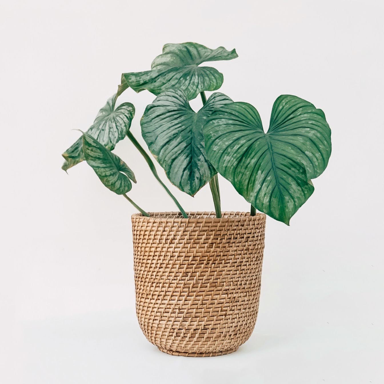 Skip to product information