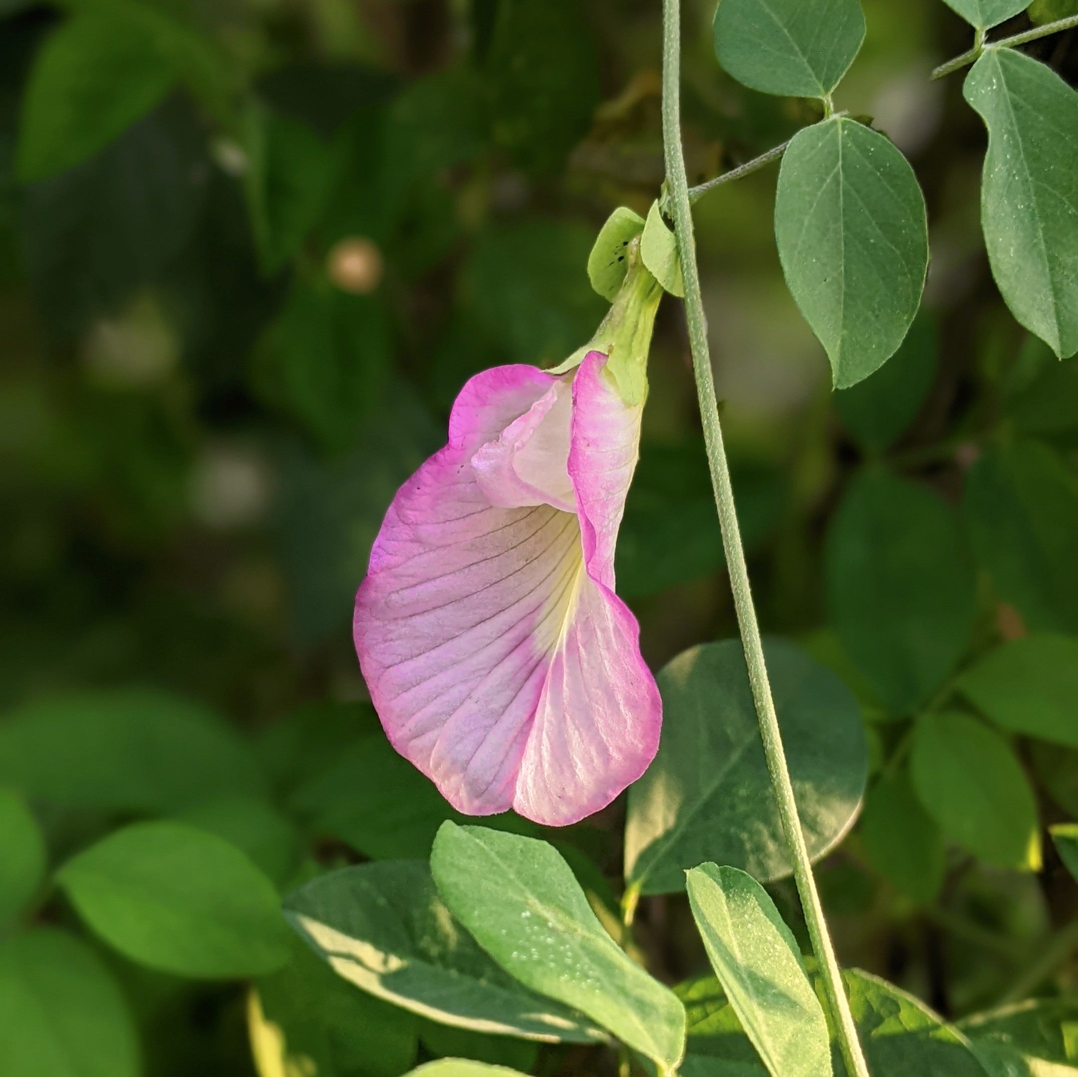 Clitoria Ternatea, Aparajita Flower Seed (Pink - Single Petal)