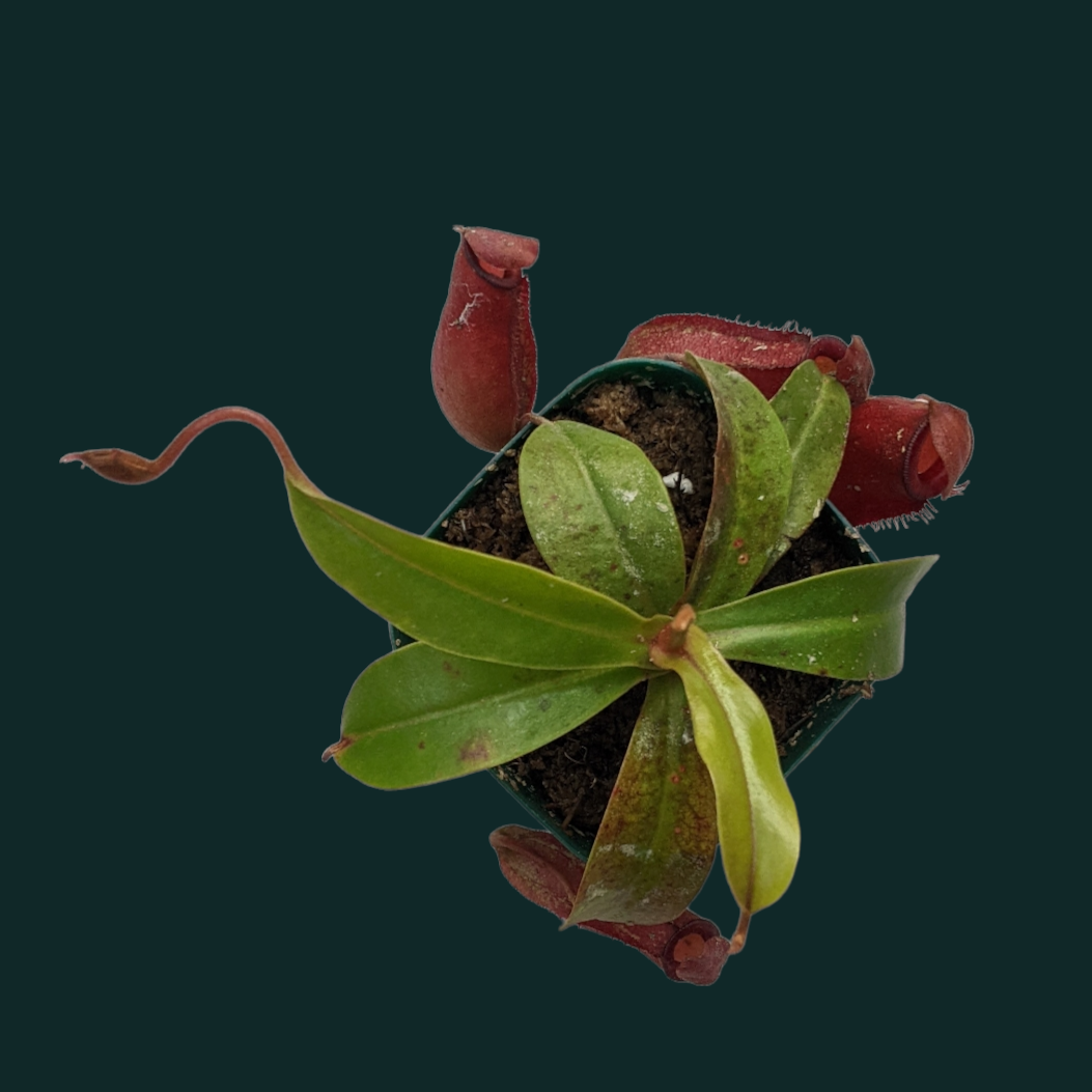 Nepenthes Lady Luck - Rare Pitcher Plant | Buy Online from Soiled
