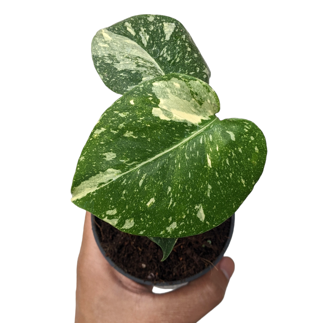 Open media 1 in modal