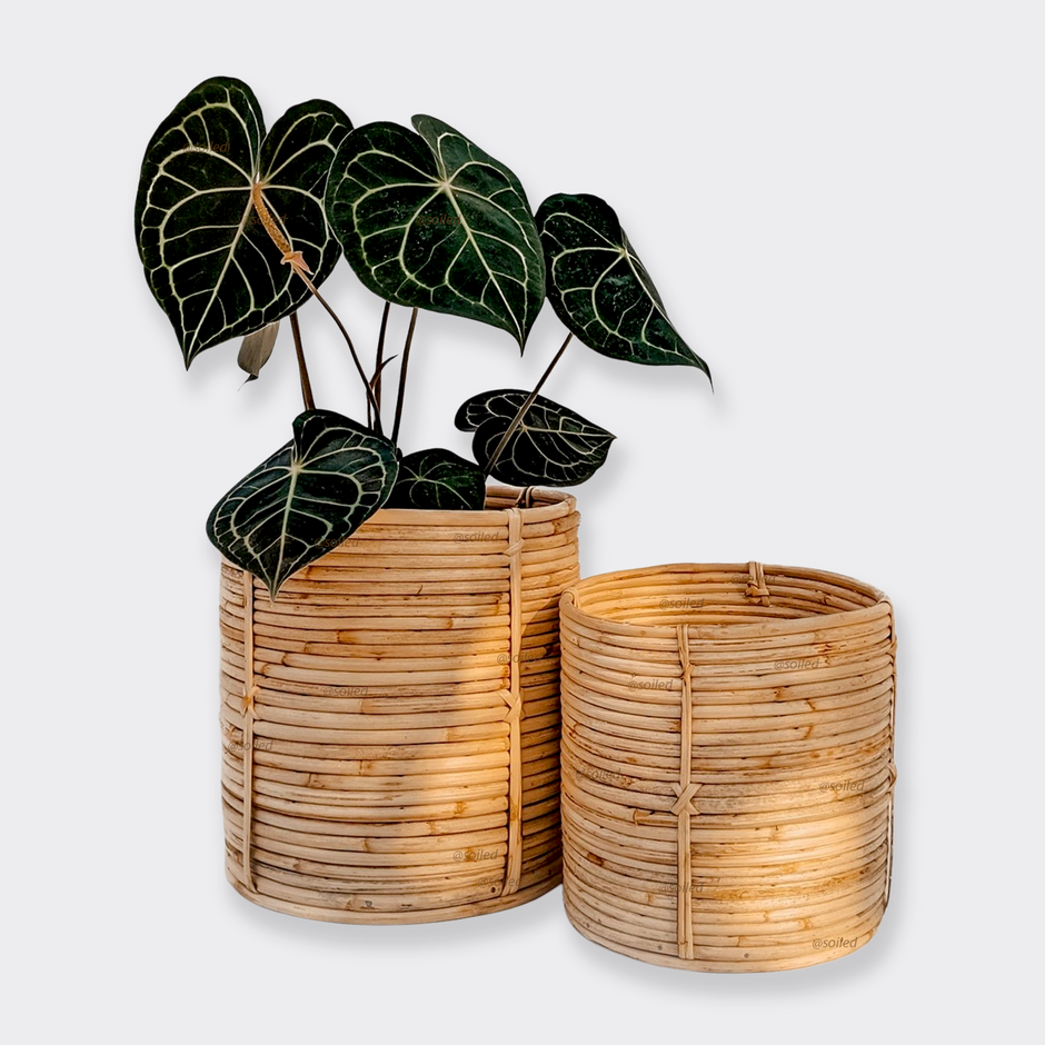 Round Tub Cane Planter - Set of 2