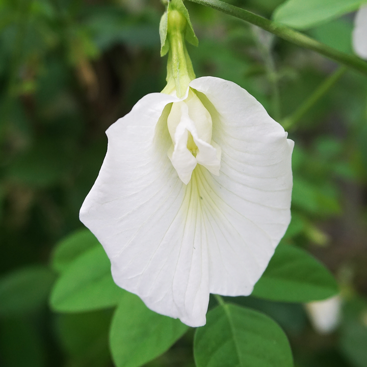 Clitoria Ternatea, Aparajita Flower Seed (White - Single Petal)